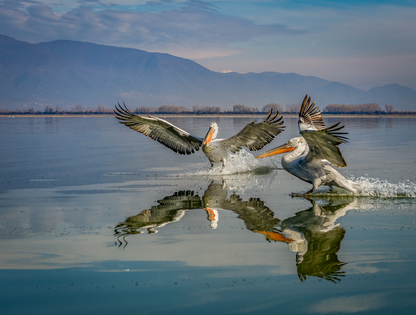 CHRIS GLEDHILL EFIAP/PLATINUM – Chichester Camera Club